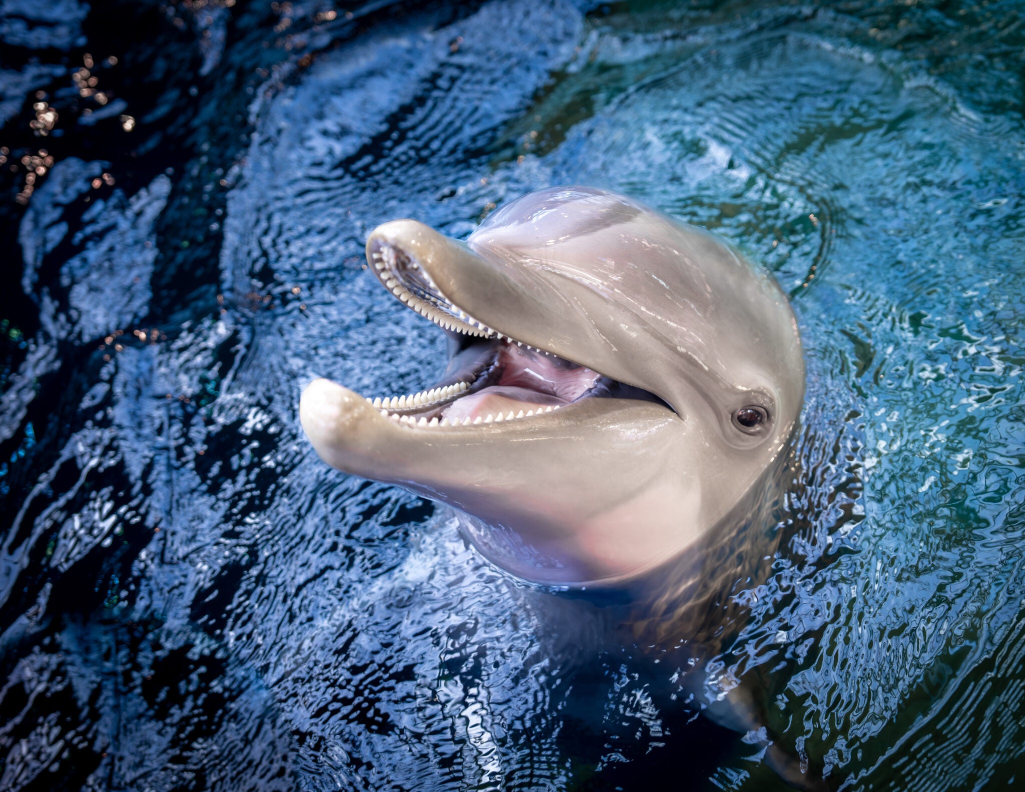 Aquatic Athletes: The Ocean’s Olympic Champions - Georgia Aquarium