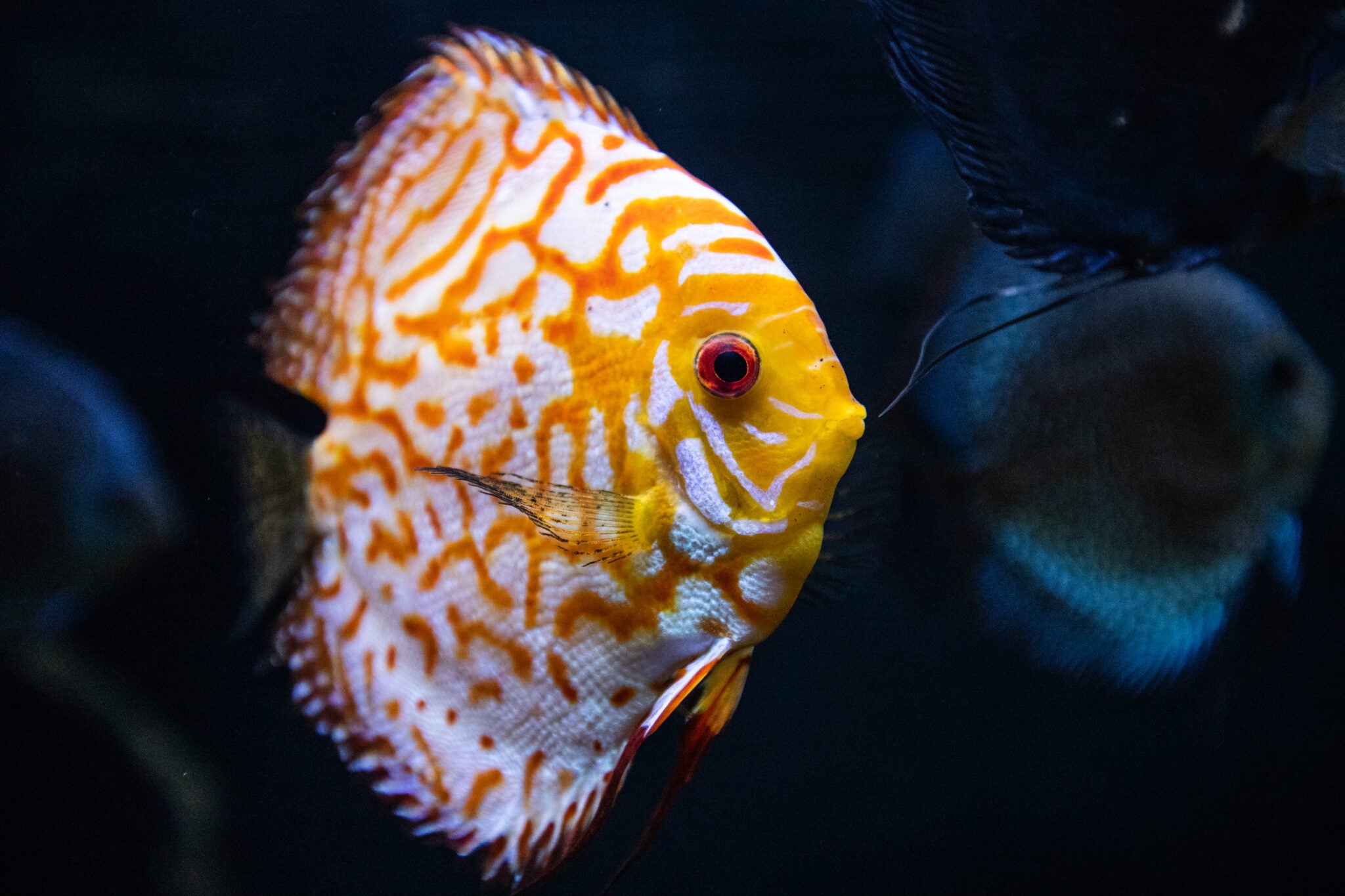 Aquatic Athletes: The Ocean’s Olympic Champions - Georgia Aquarium