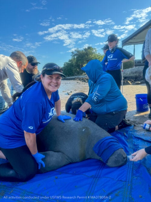 Georgia Aquarium's Commitment to Manatee Research & Conservation ...