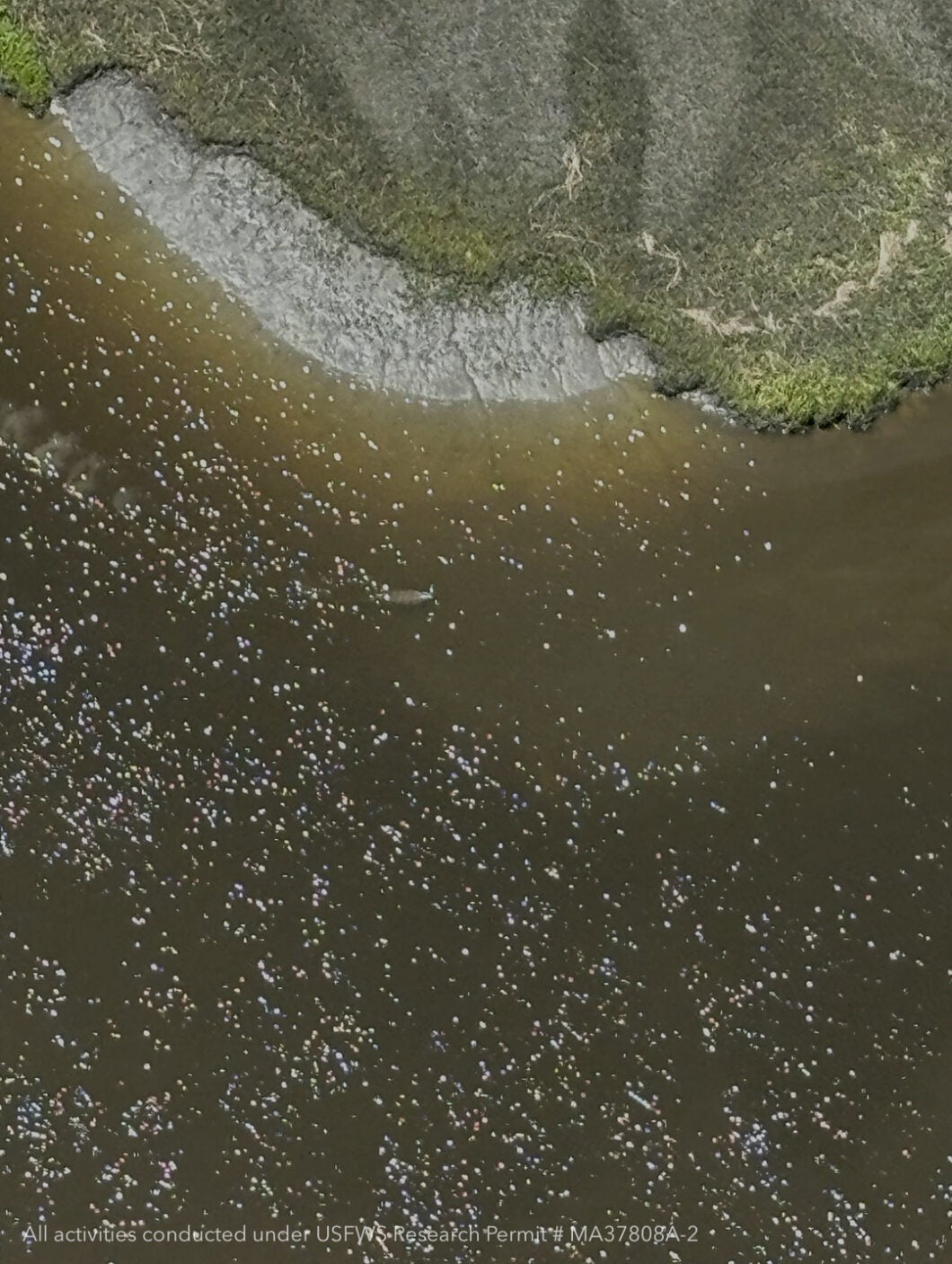 Georgia Aquarium's Commitment to Manatee Research & Conservation ...