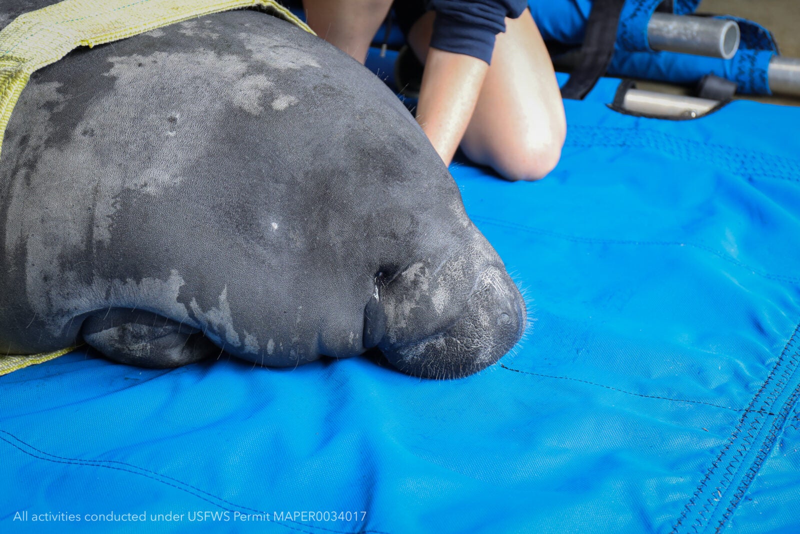 Resource Center - Georgia Aquarium
