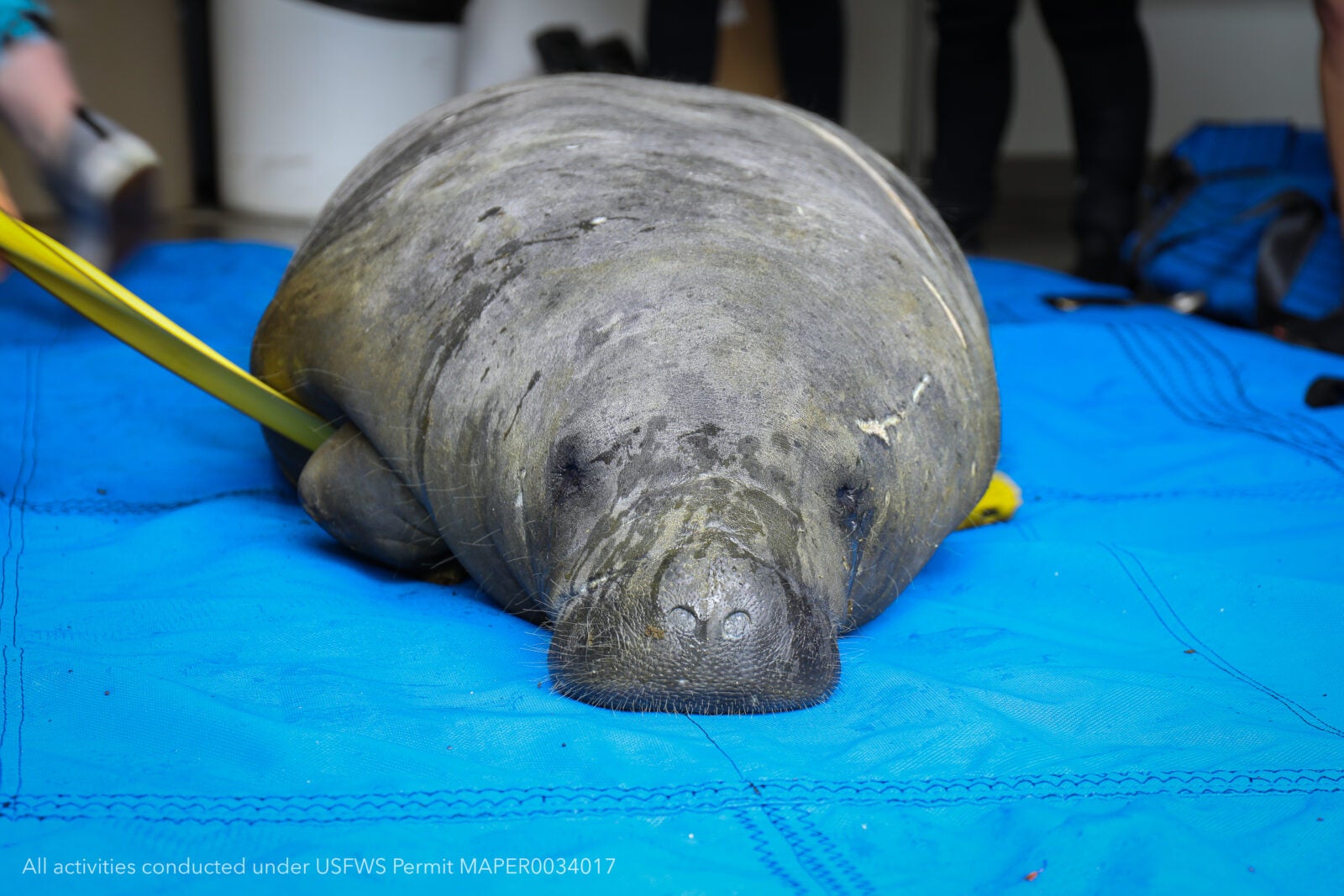 Georgia Aquarium's Commitment to Manatee Research & Conservation ...