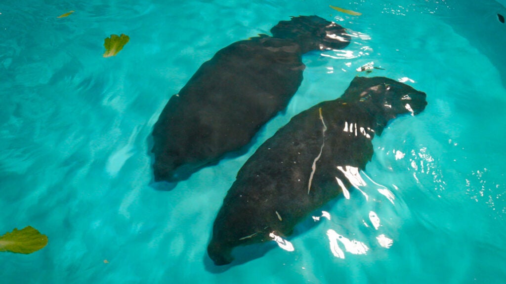 Georgia Aquarium's Commitment to Manatee Research & Conservation ...