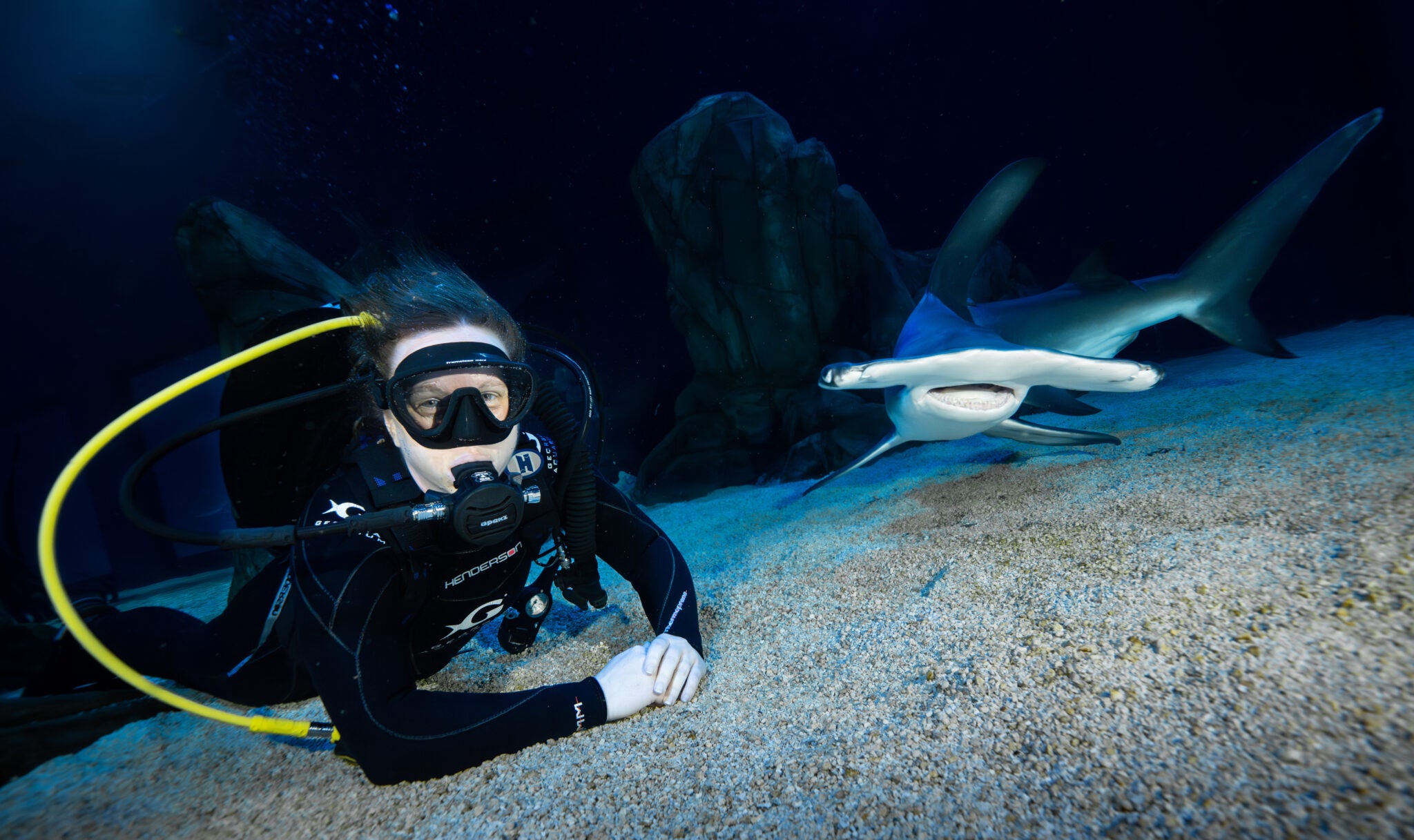 Understanding Shark Attacks: Myths, Realities, and Conservation ...