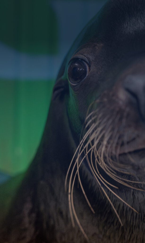 Aqua Pass - Georgia Aquarium
