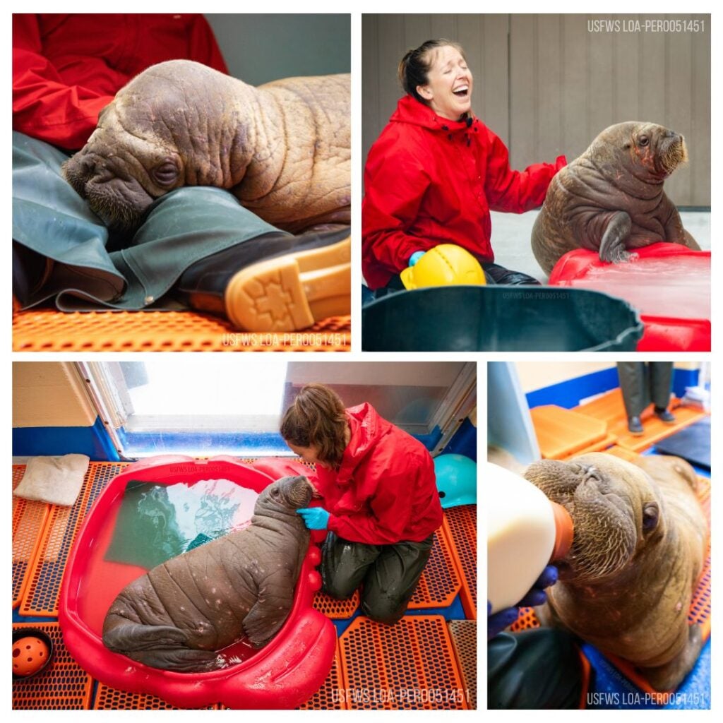 Georgia Aquarium Lends a Helping Hand in Walrus Rehabilitation Efforts