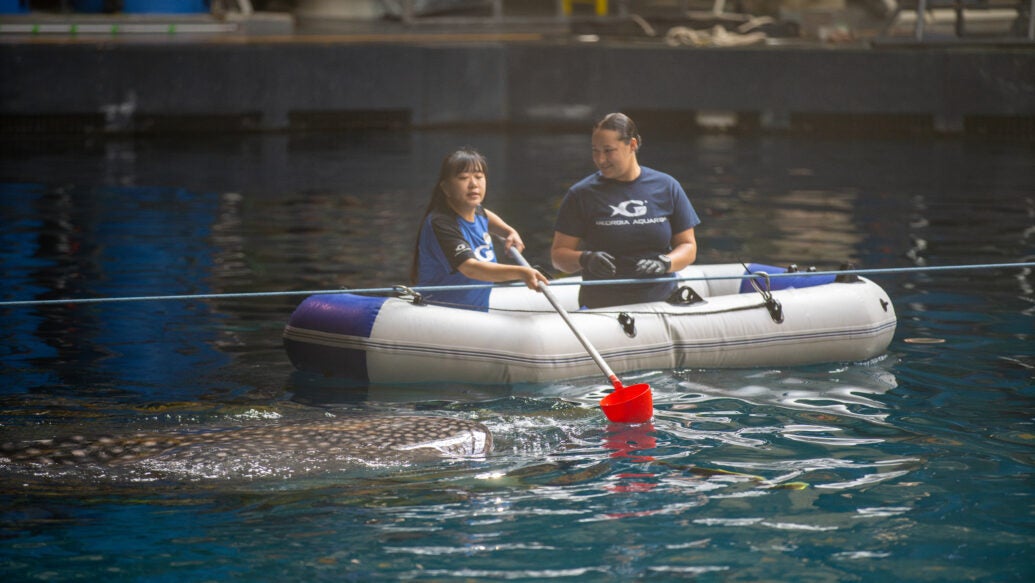 Tracking Sharks and Rays: A Collaborative Dive into Marine Research ...