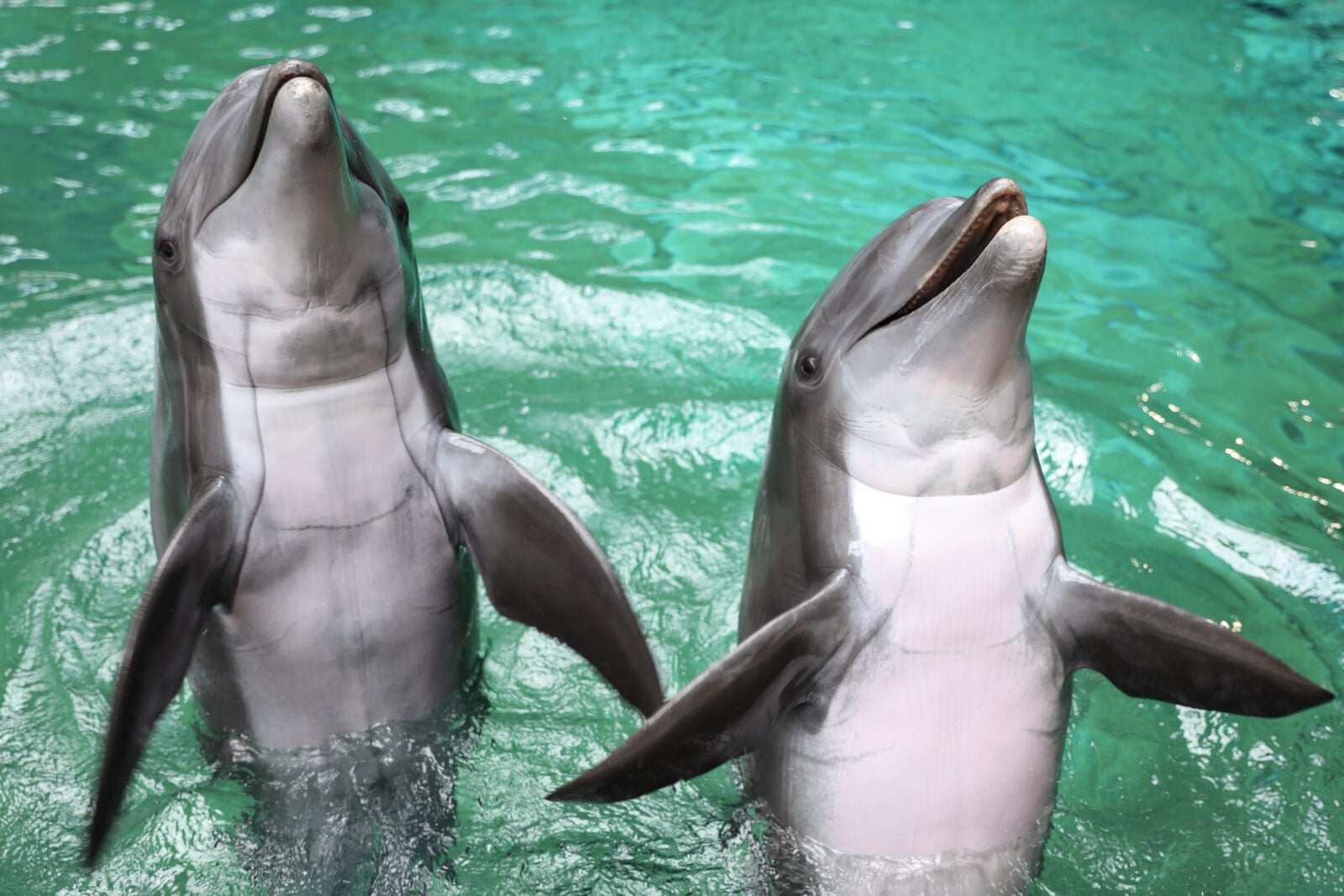 Dolphin Presentation - Georgia Aquarium