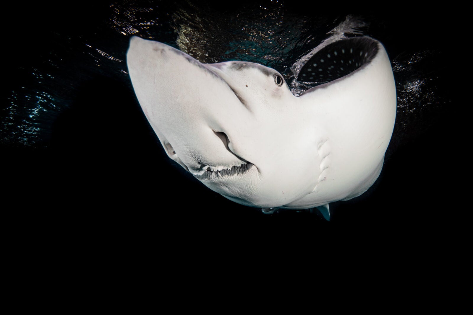 Spotted Eagle Ray Professional Workshop - Georgia Aquarium