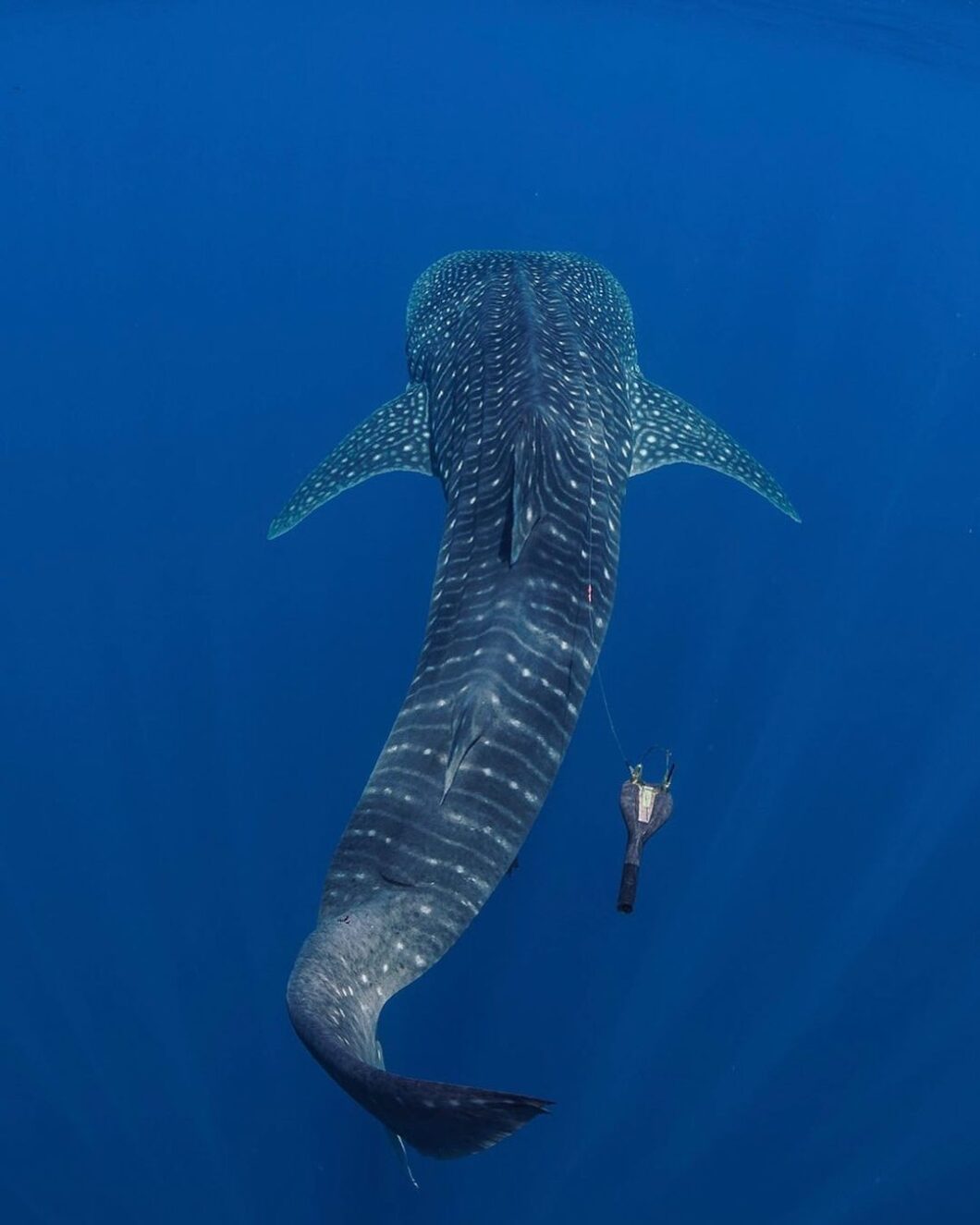 Exploring the Mysteries of Whale Sharks: A Groundbreaking Expedition to ...