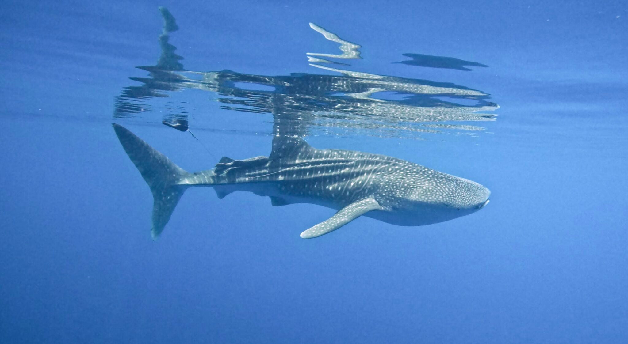 Exploring the Mysteries of Whale Sharks: A Groundbreaking Expedition to ...