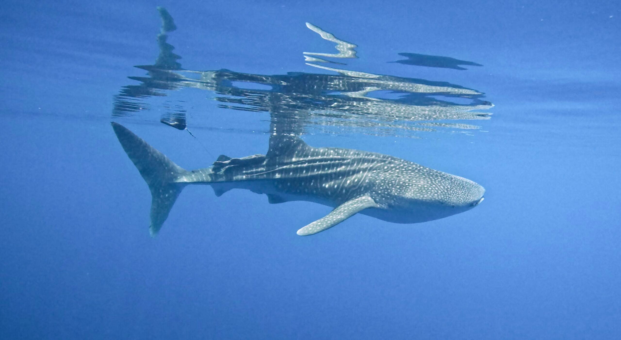 Exploring the Mysteries of Whale Sharks: A Groundbreaking Expedition to ...