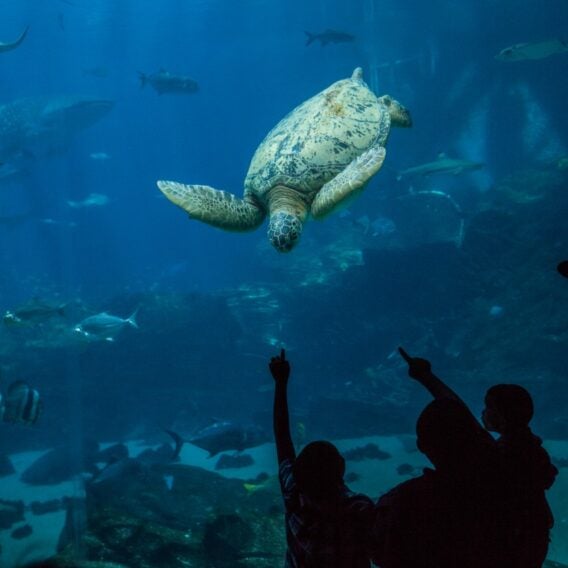 Adopt a Sea Turtle - Georgia Aquarium