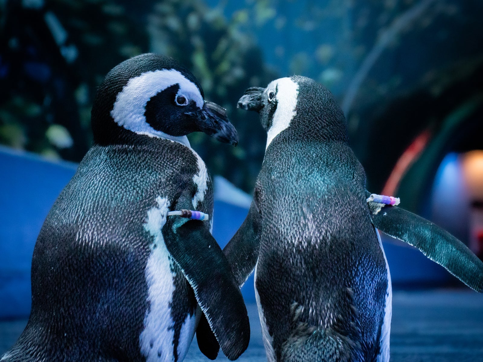 Educational Materials & Lesson Plans - Georgia Aquarium