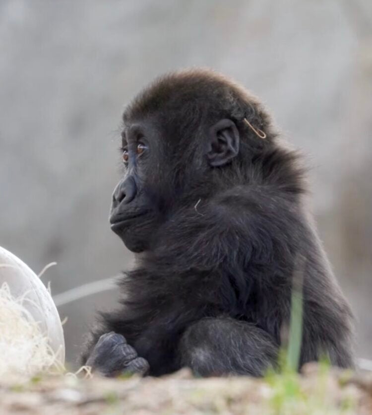 Spring Break in Atlanta: Must-Do Activities - Georgia Aquarium