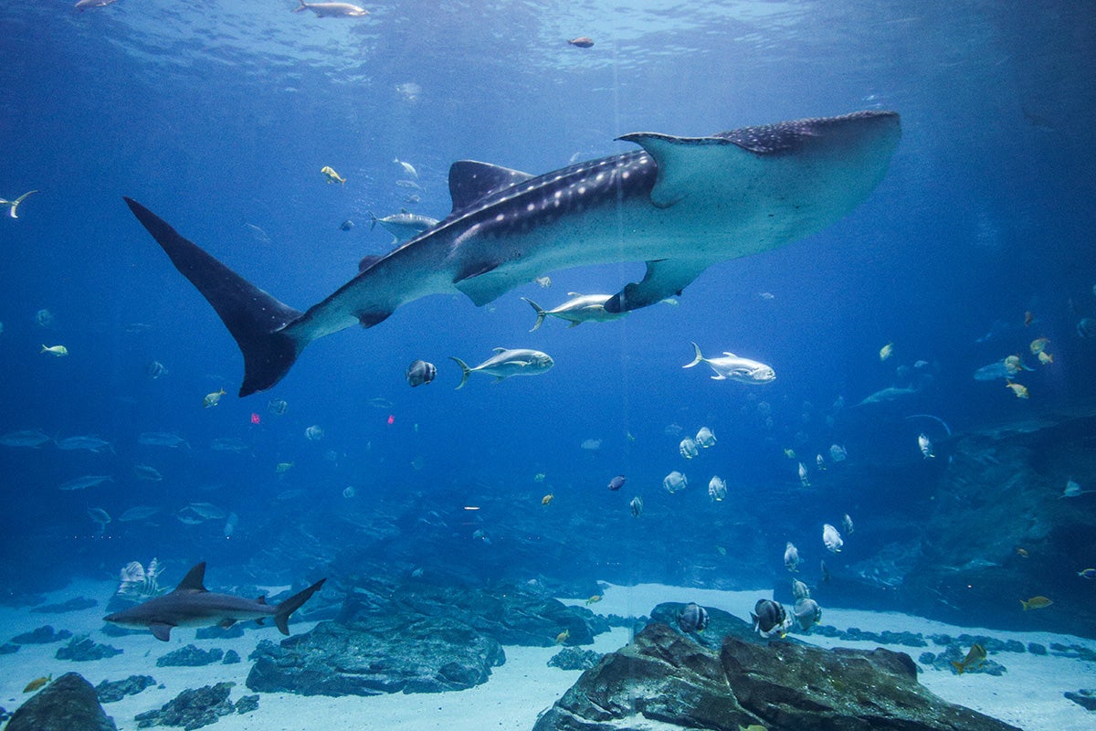 Journey with Gentle Giants - Swim - Georgia Aquarium
