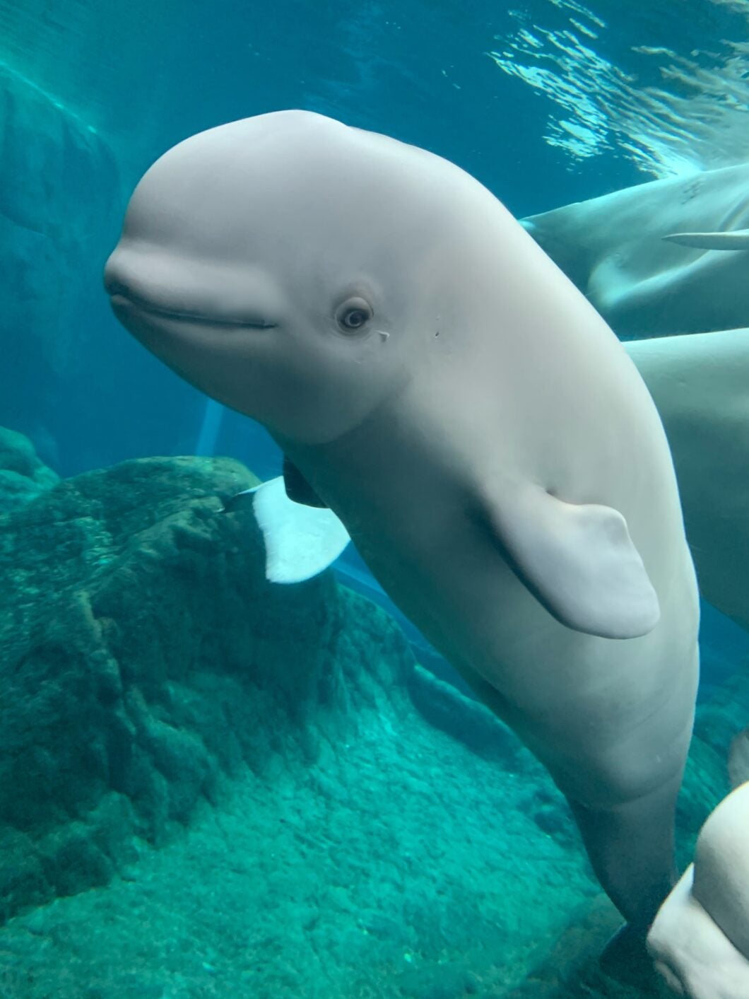 Beluga Paintings - Georgia Aquarium