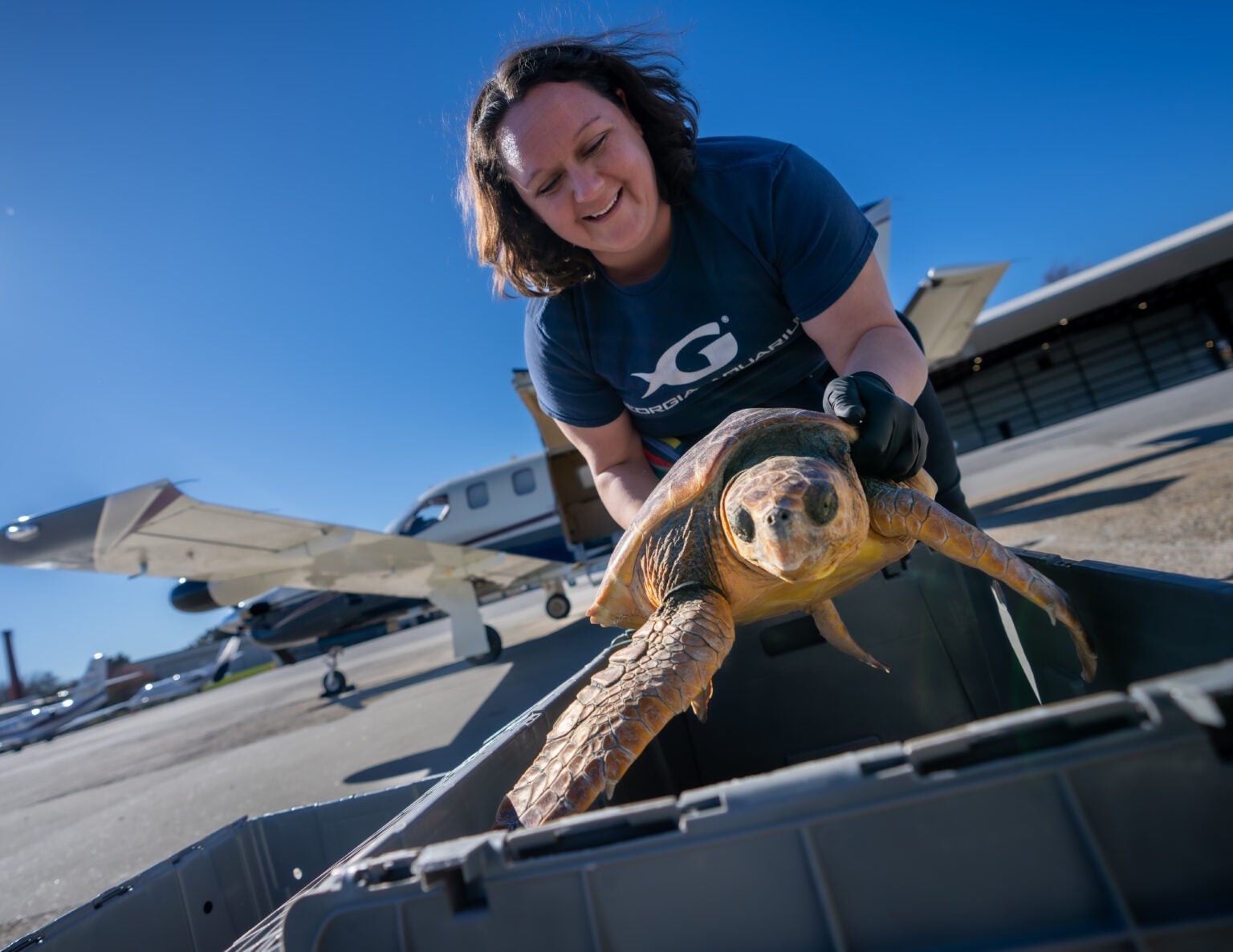 Loggerhead Sea Turtles Return Home After Rehabilitation Journey