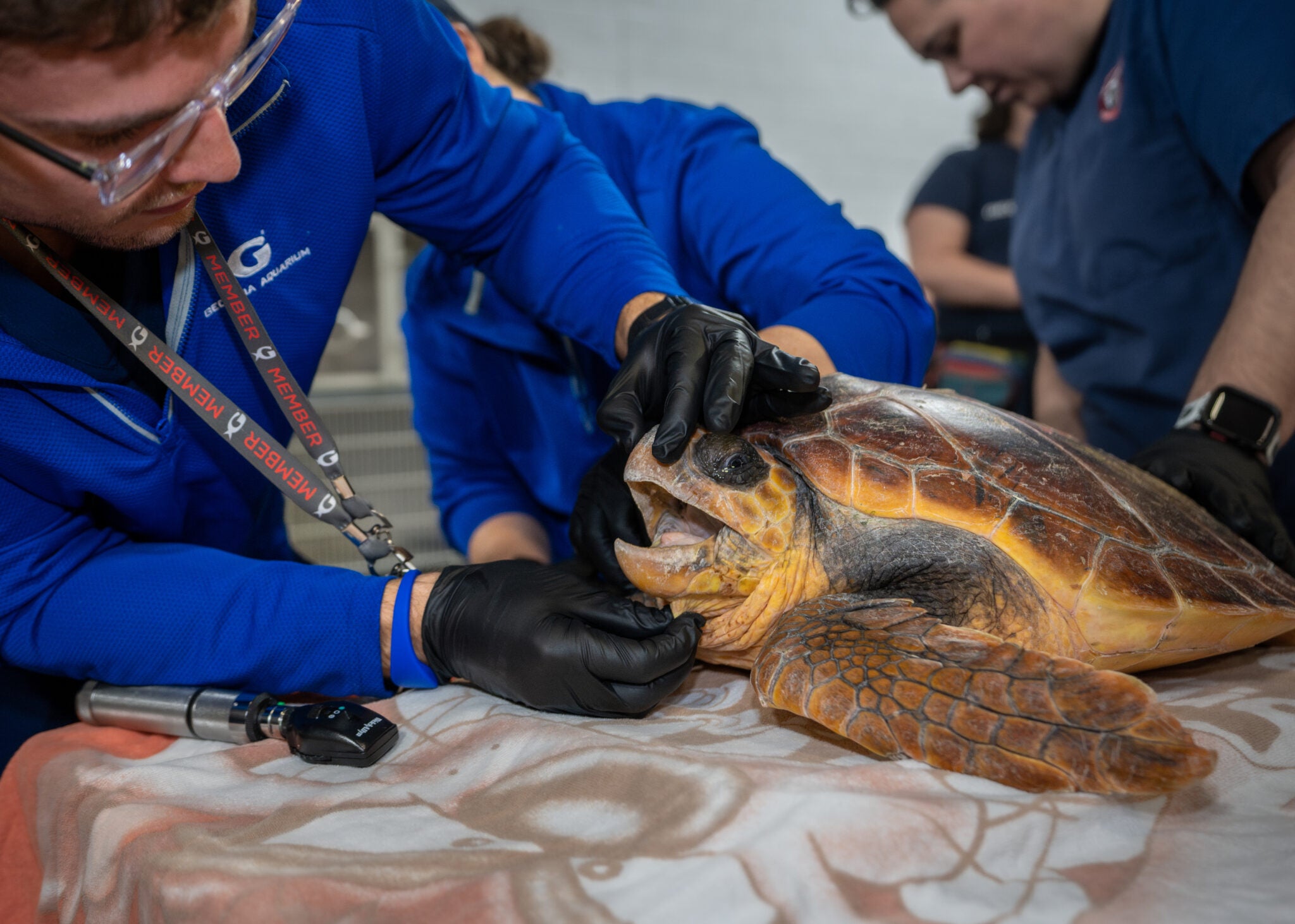 Loggerhead Sea Turtles Return Home After Rehabilitation Journey