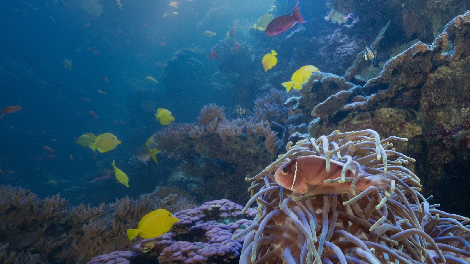 FWA Takeover at Georgia Aquarium | May 7, 2026 | Georgia Aquarium