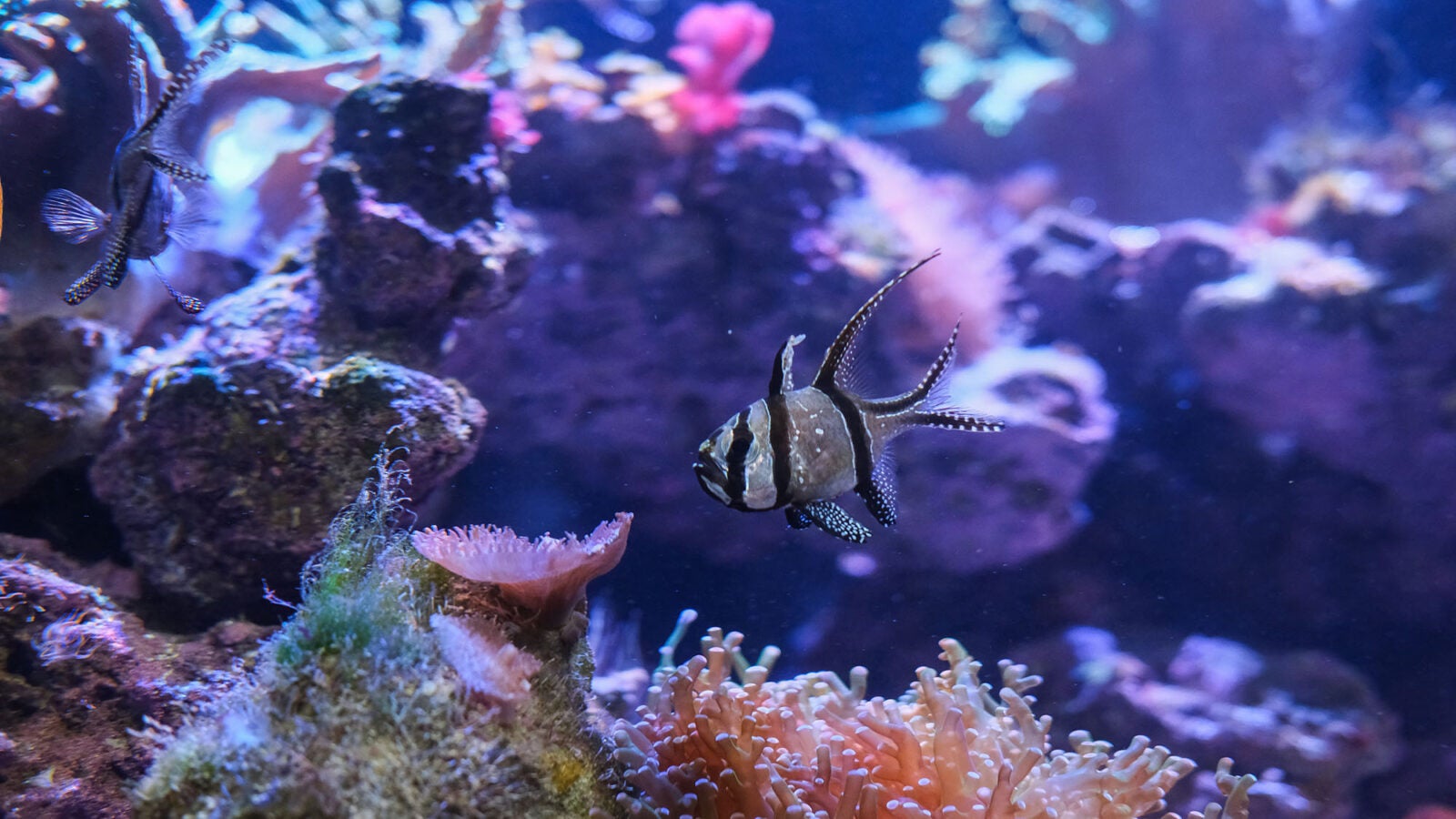 Georgia Aquarium | Virtual Programs