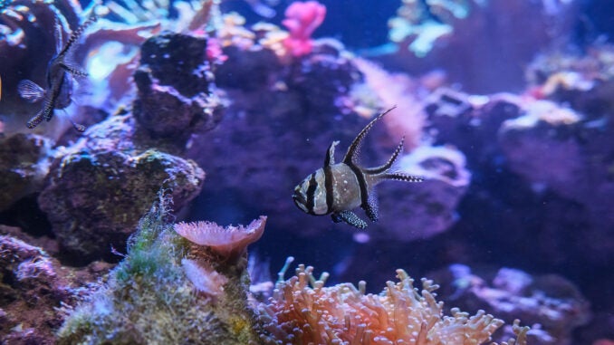 Georgia Aquarium | Virtual Programs