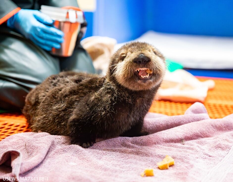 Behind the Scenes of Sea Otter Pup Rehabilitation: A Coast-to-Coast ...
